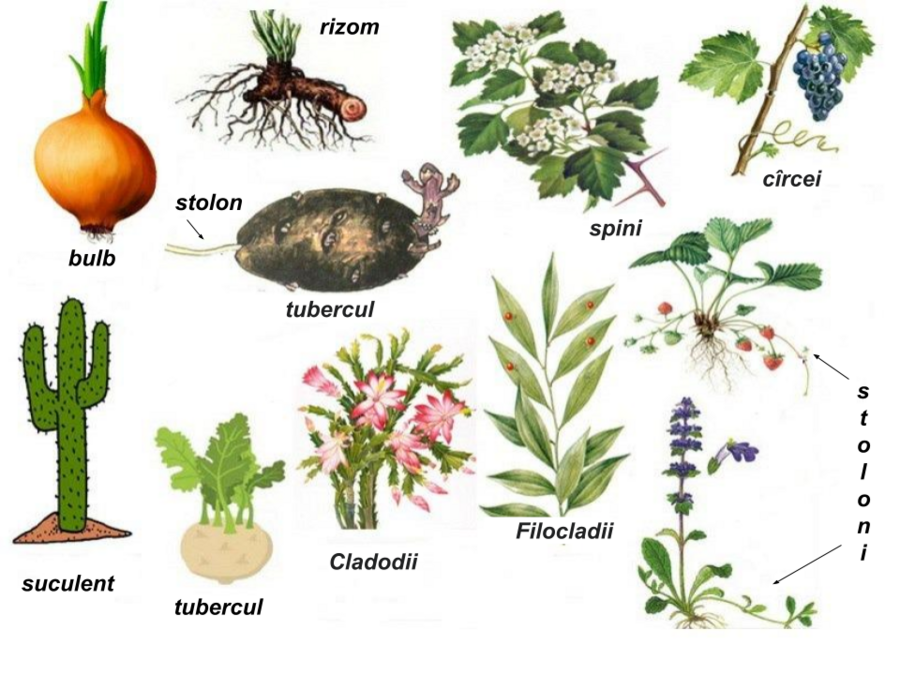 Tulpină - MediaWiki